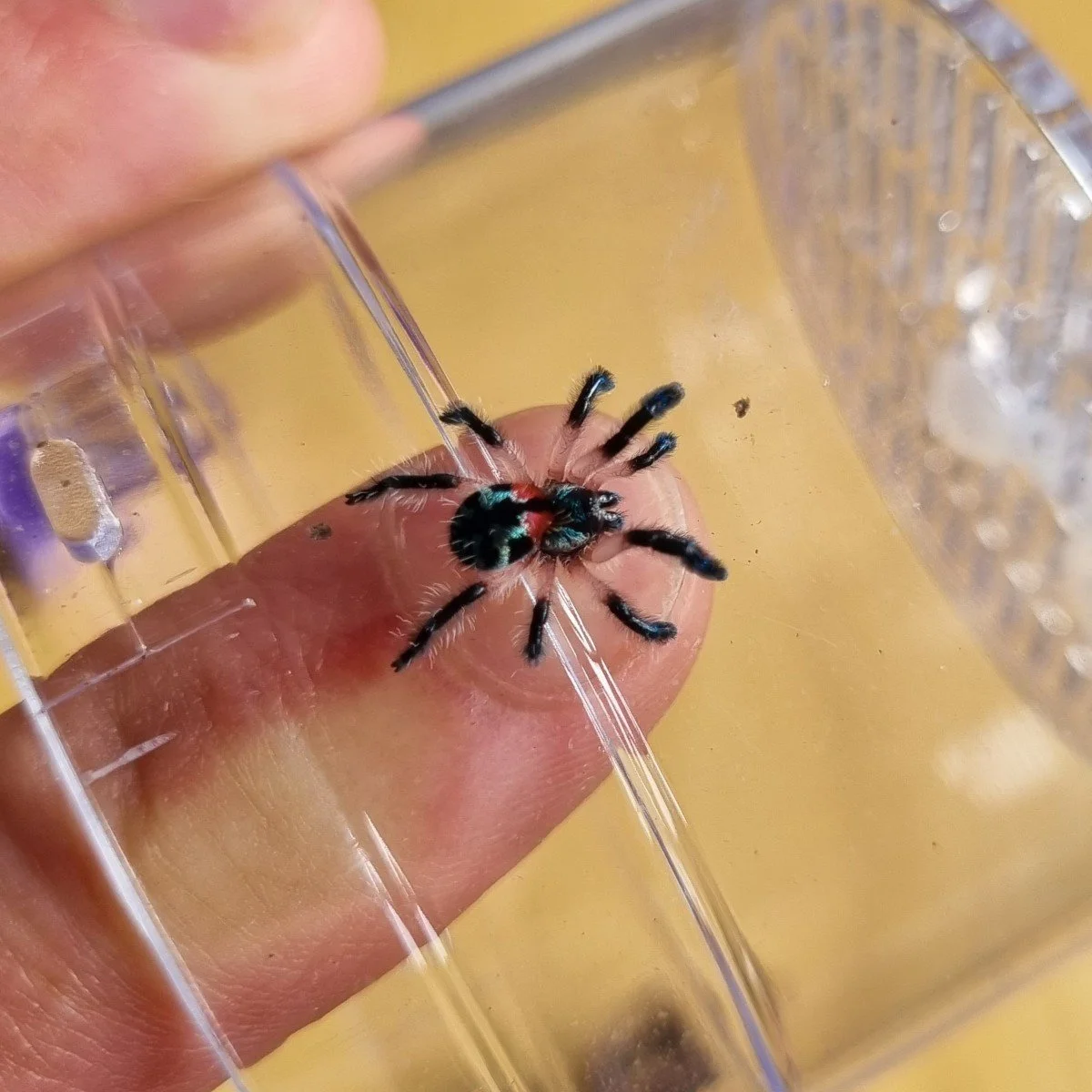 Spider Farm | Discover Unique Spiders Today!
