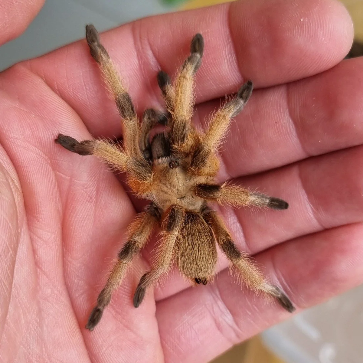 Spider Farm | Discover Unique Spiders Today!