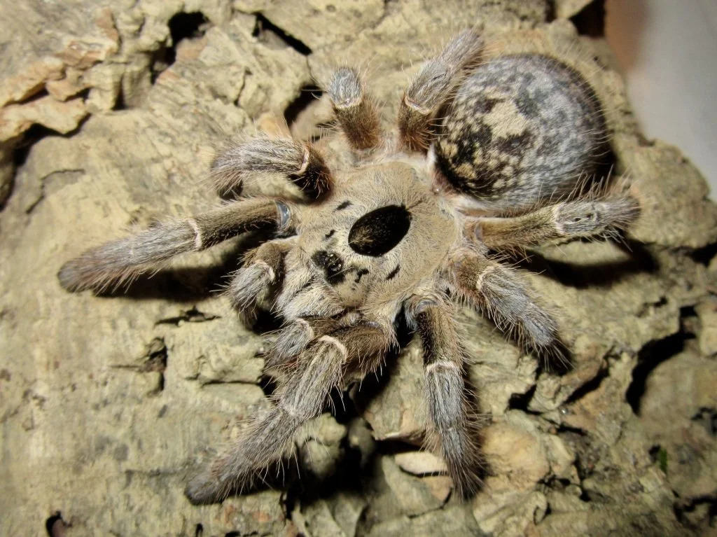 Spider Farm | Discover Unique Spiders Today!