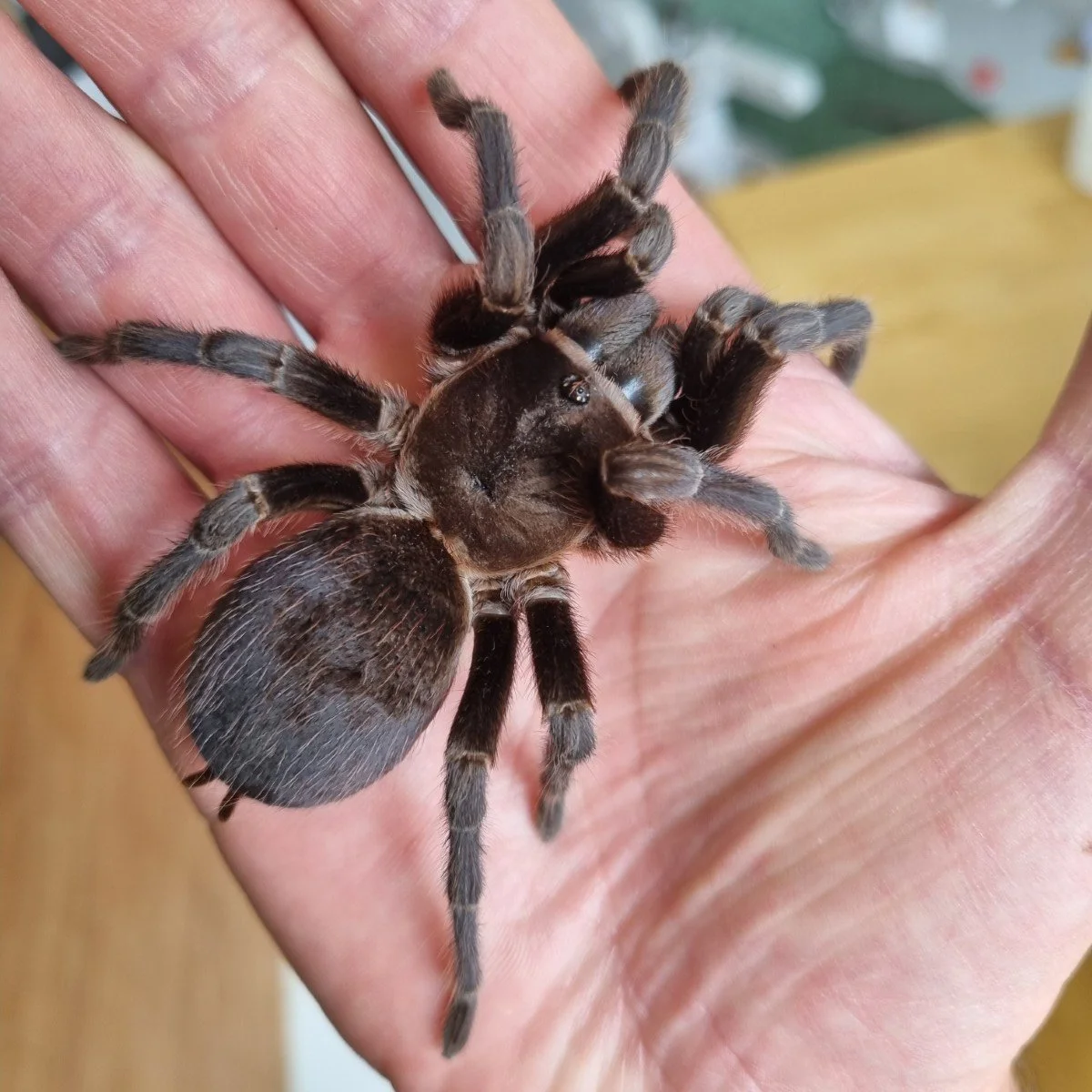Spider Farm | Discover Unique Spiders Today!