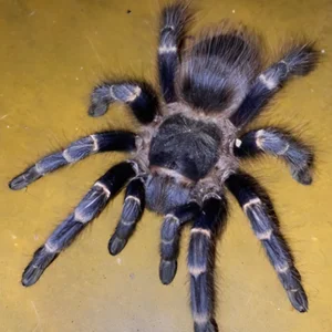 Spider Farm | Discover Unique Spiders Today!