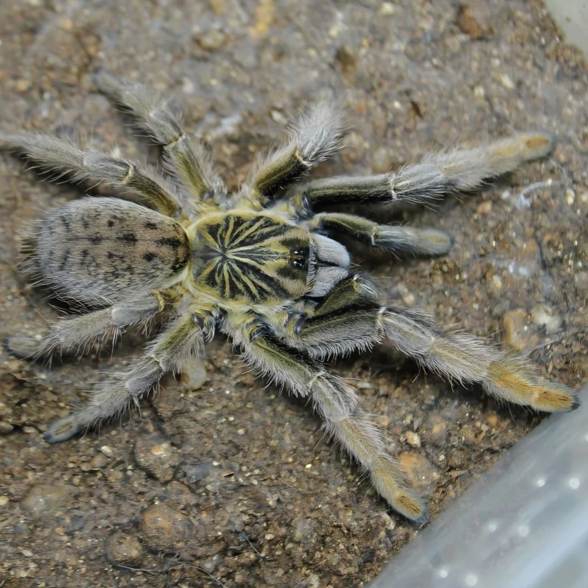 Spider Farm | Discover Unique Spiders Today!