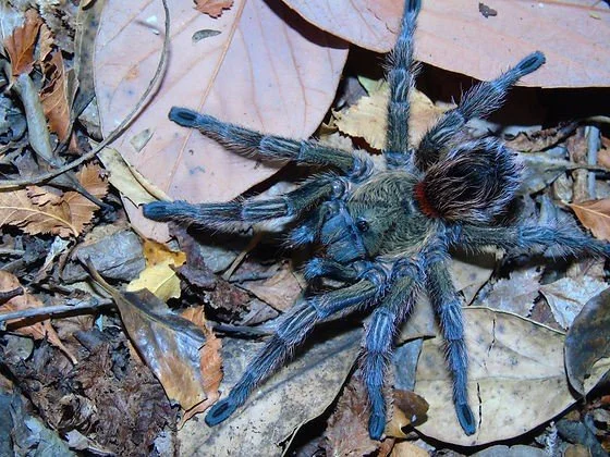 Spider Farm | Discover Unique Spiders Today!