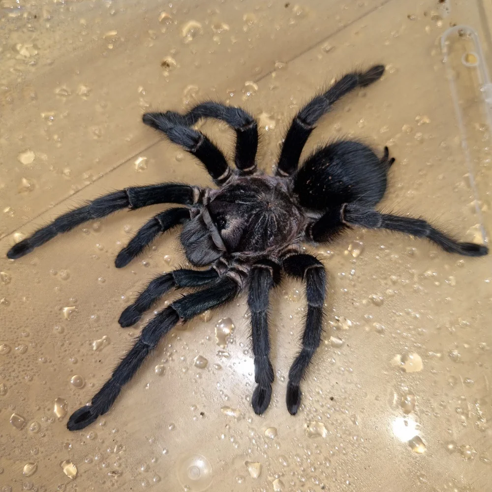 Spider Farm | Discover Unique Spiders Today!