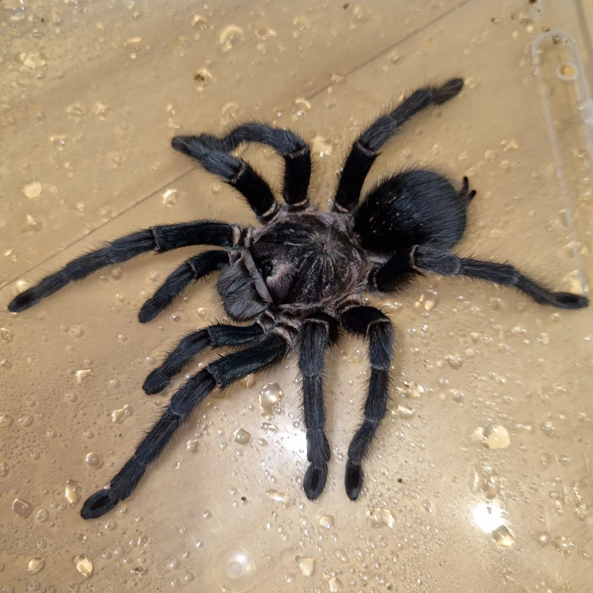 Spider Farm | Discover Unique Spiders Today!