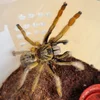 A Guide To The Augacephalus Breyeri Tarantula for UK Keepers — Spider Farm