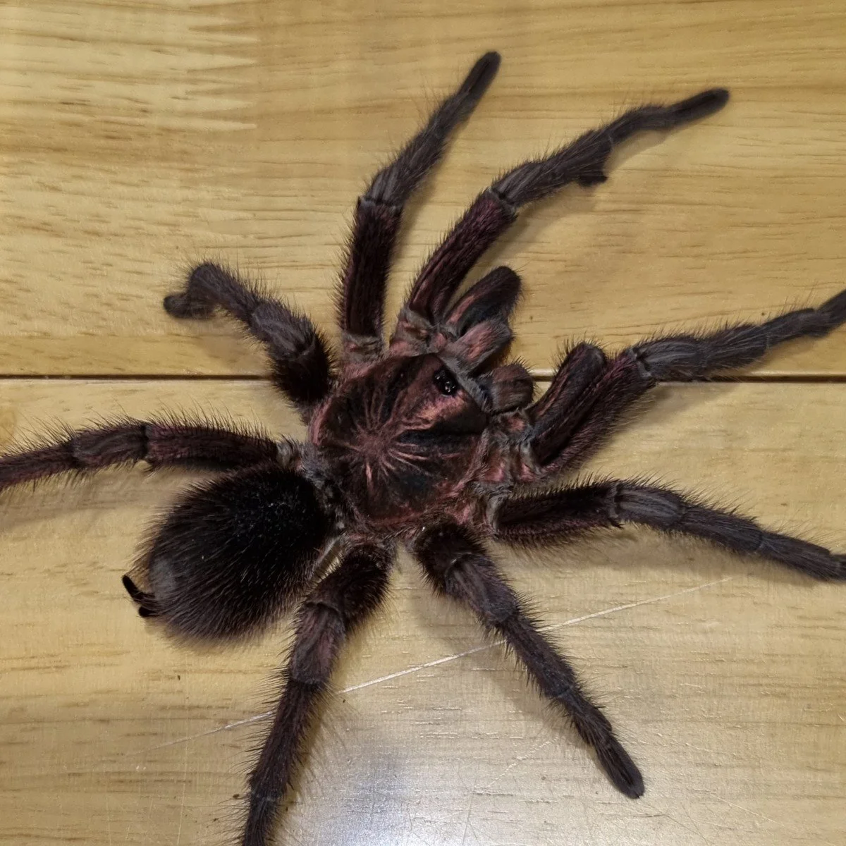 Spider Farm | Discover Unique Spiders Today!