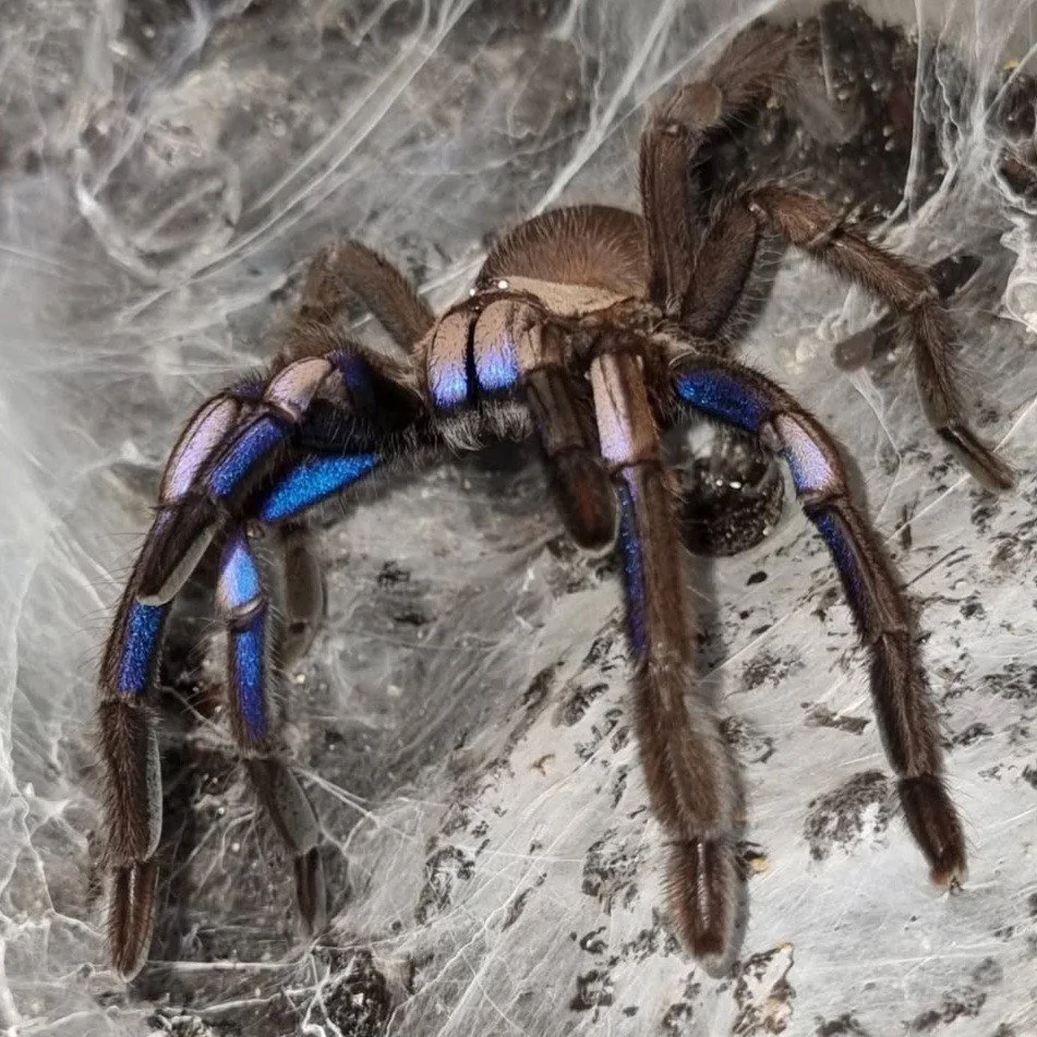 Spider Farm | Discover Unique Spiders Today!