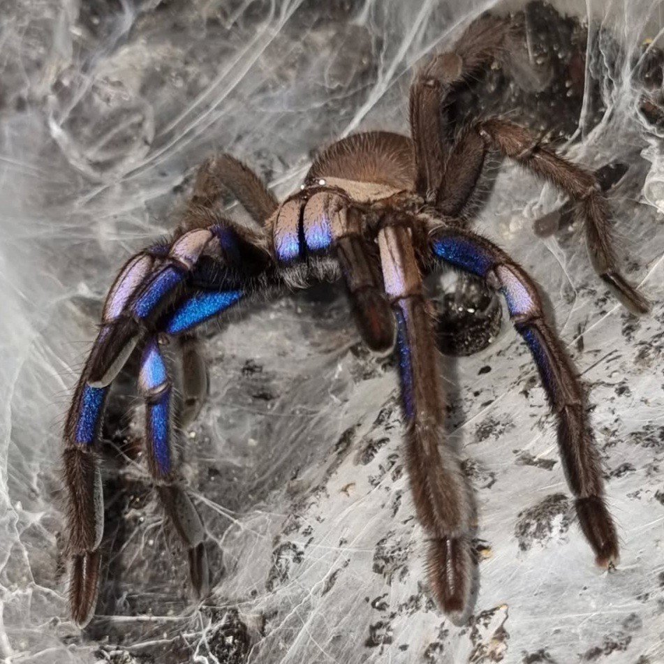 Spider Farm | Discover Unique Spiders Today!
