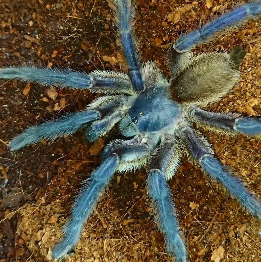 Spider Farm | Discover Unique Spiders Today!