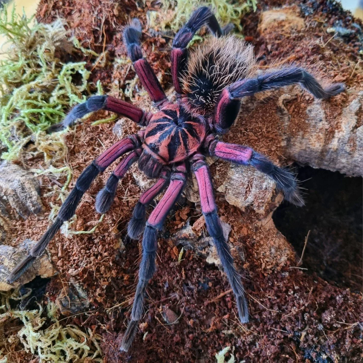 Spider Farm | Discover Unique Spiders Today!