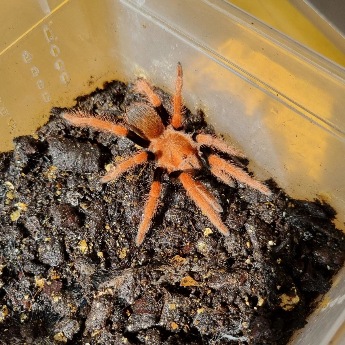 Spider Farm | Discover Unique Spiders Today!