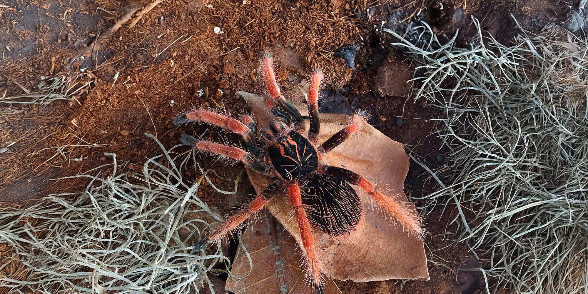 Spider Farm | Discover Unique Spiders Today!