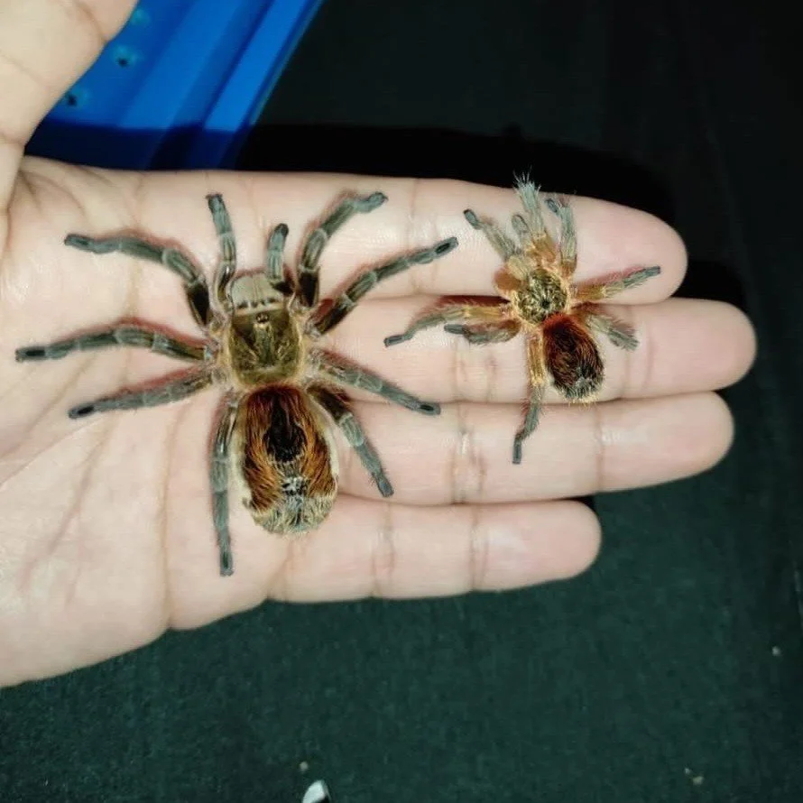 Spider Farm | Discover Unique Spiders Today!