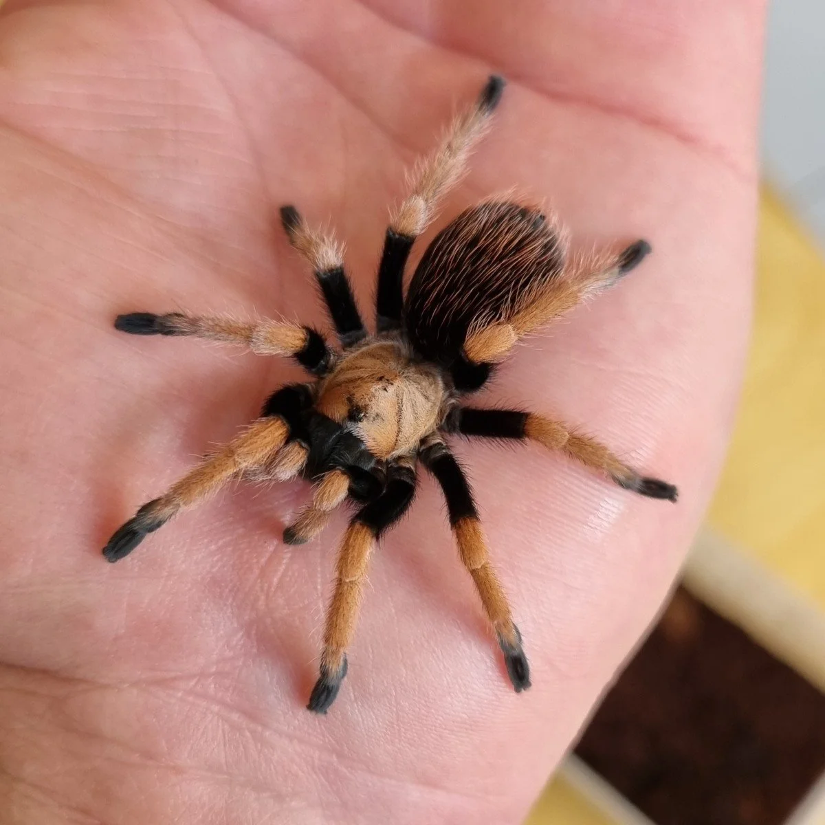 Spider Farm | Discover Unique Spiders Today!