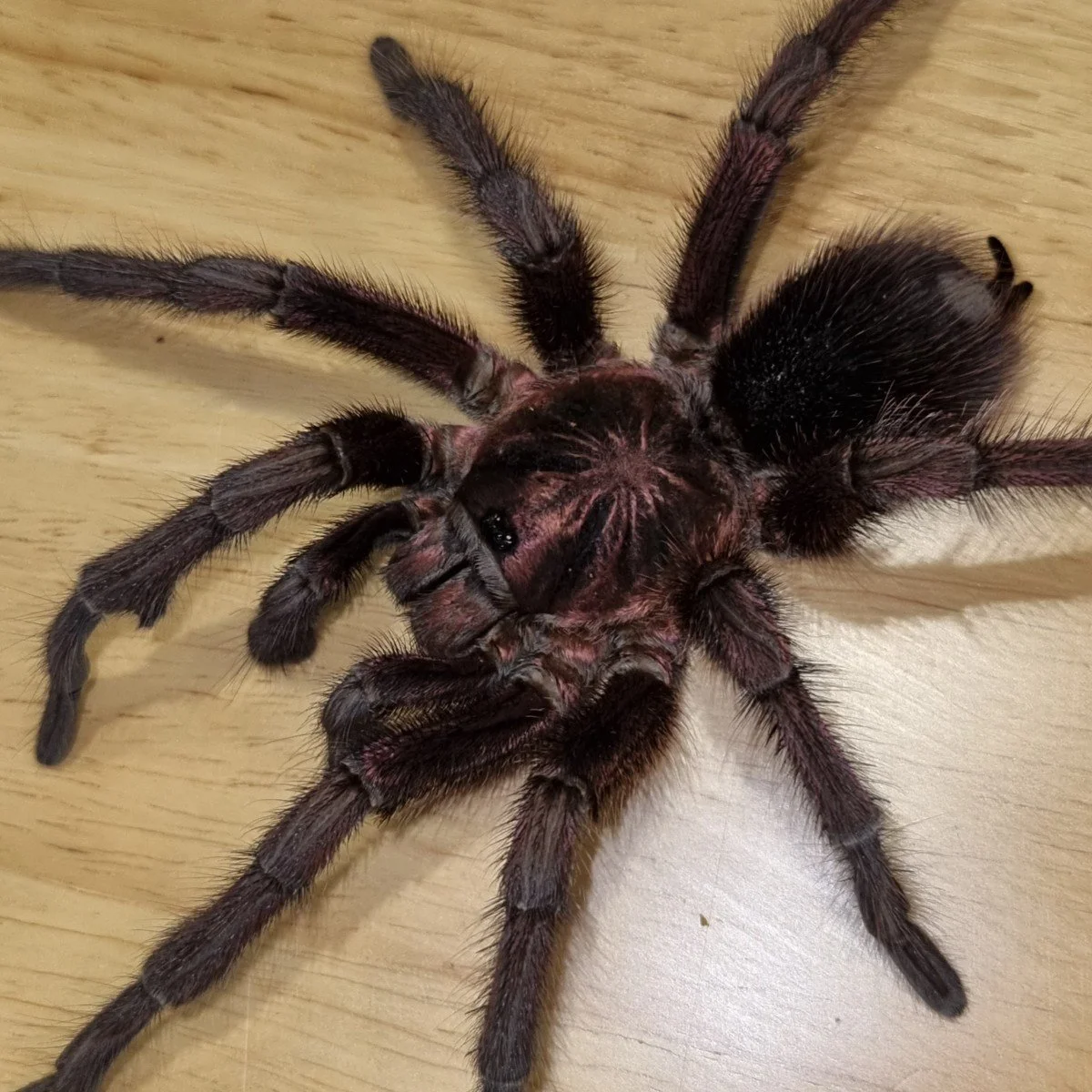Spider Farm | Discover Unique Spiders Today!