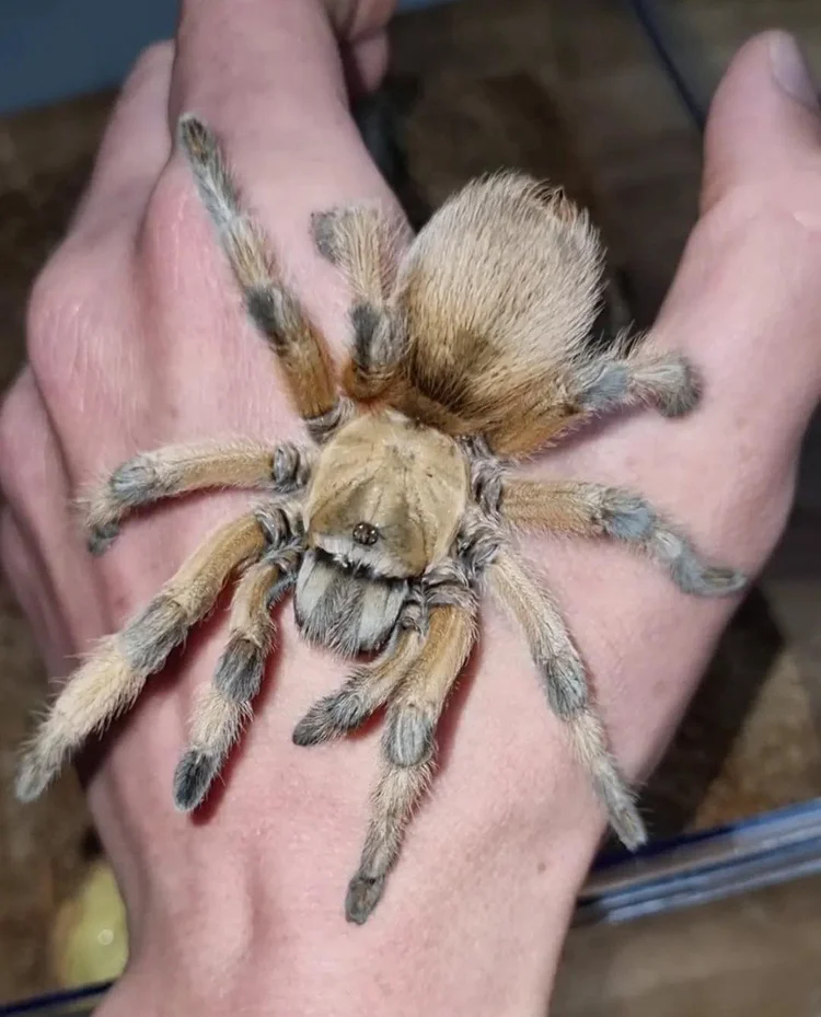 Spider Farm | Discover Unique Spiders Today!