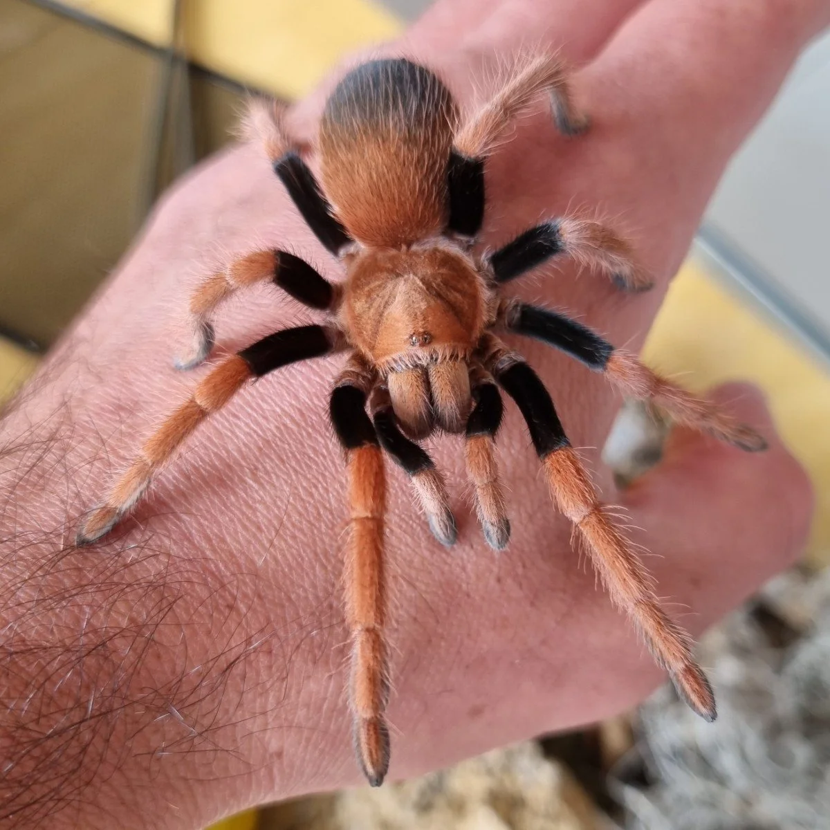 Spider Farm | Discover Unique Spiders Today!