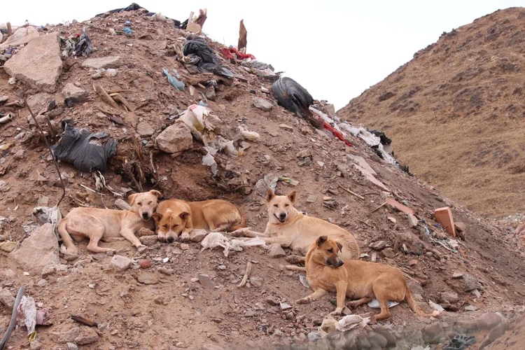 Animals Unbound | Emergency Animal Rescue & Relief