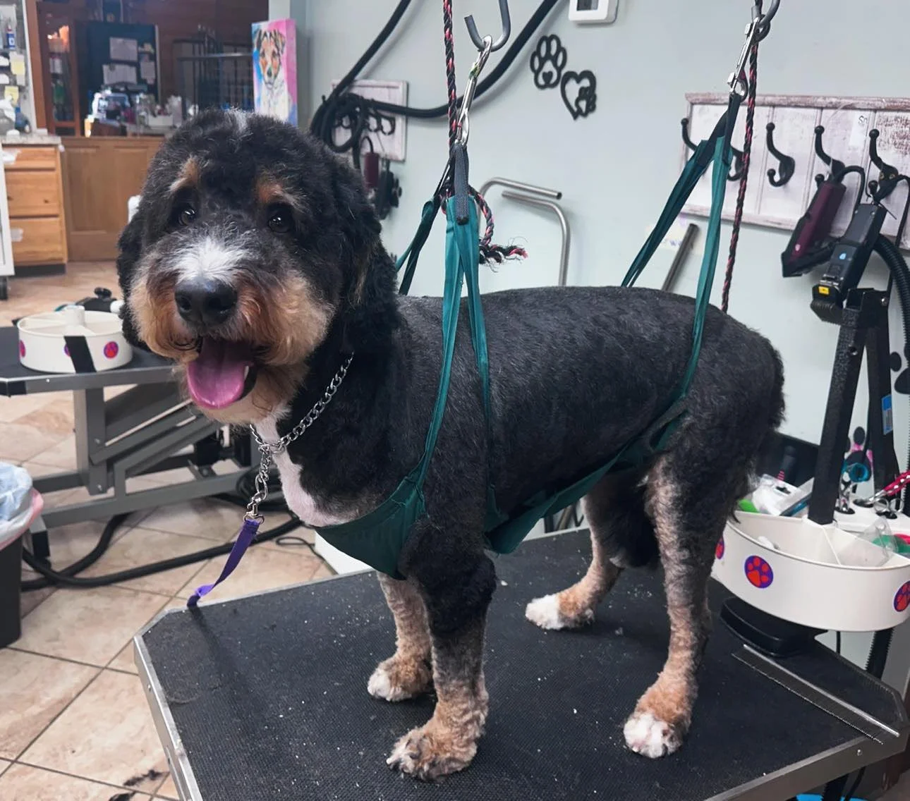 The Dapper Dog