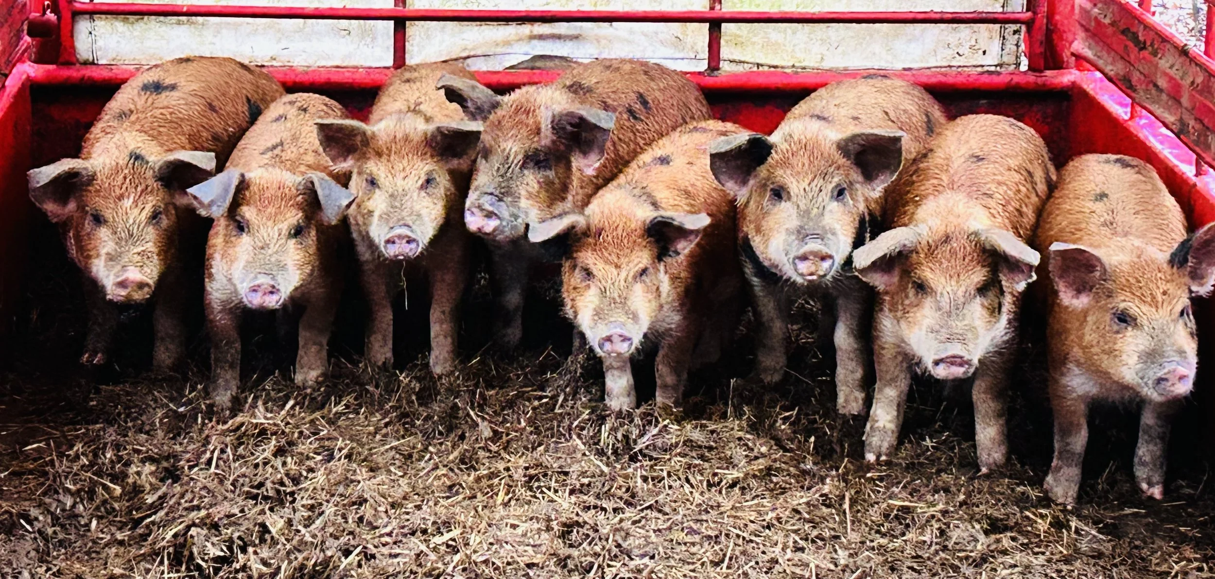 The Fancy Cow | High-Quality Beef, Pork, Lamb & Chicken | Locally ...