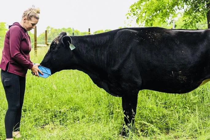 The Fancy Cow | High-Quality Beef, Pork, Lamb & Chicken | Locally ...