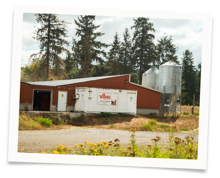 Wilcox Family Farms | Since 1909 | Discover Quality Eggs - Shop Now