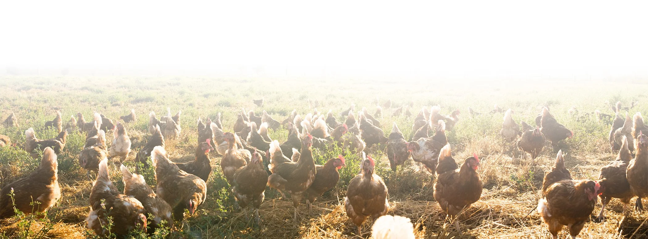 Mobile Pasture Raised Veg A Fed Large Brown Eggs — Wilcox Family Farms ...