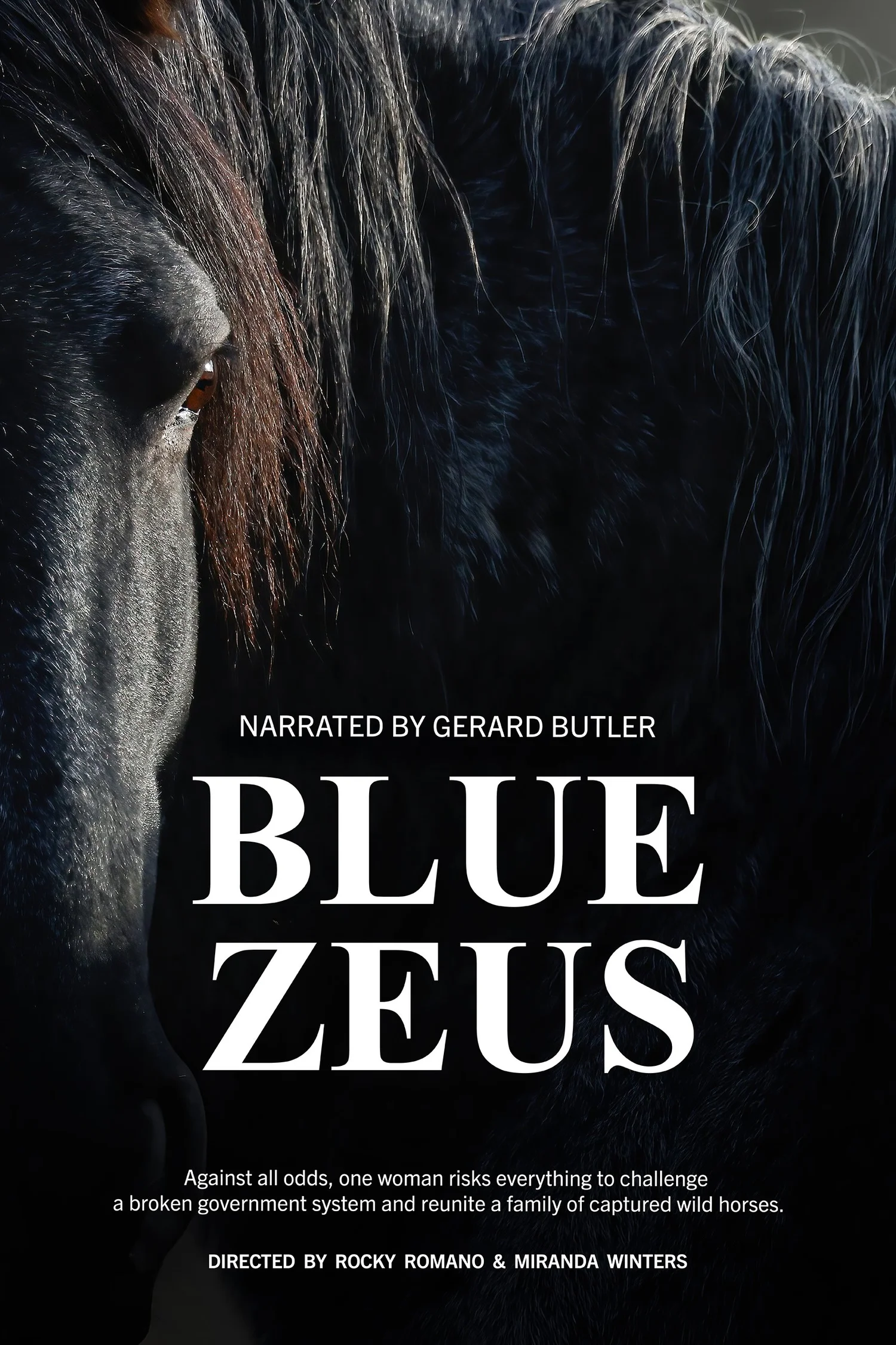 Blue Zeus | Support Wild Horse Conservation Today — WINTERS ROCK