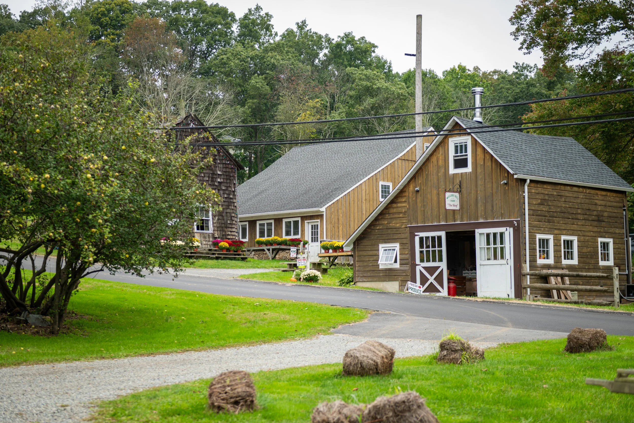 Miller's Hill Farm | Sustainably-Raised Beef | Pastured-Pork | Fresh ...