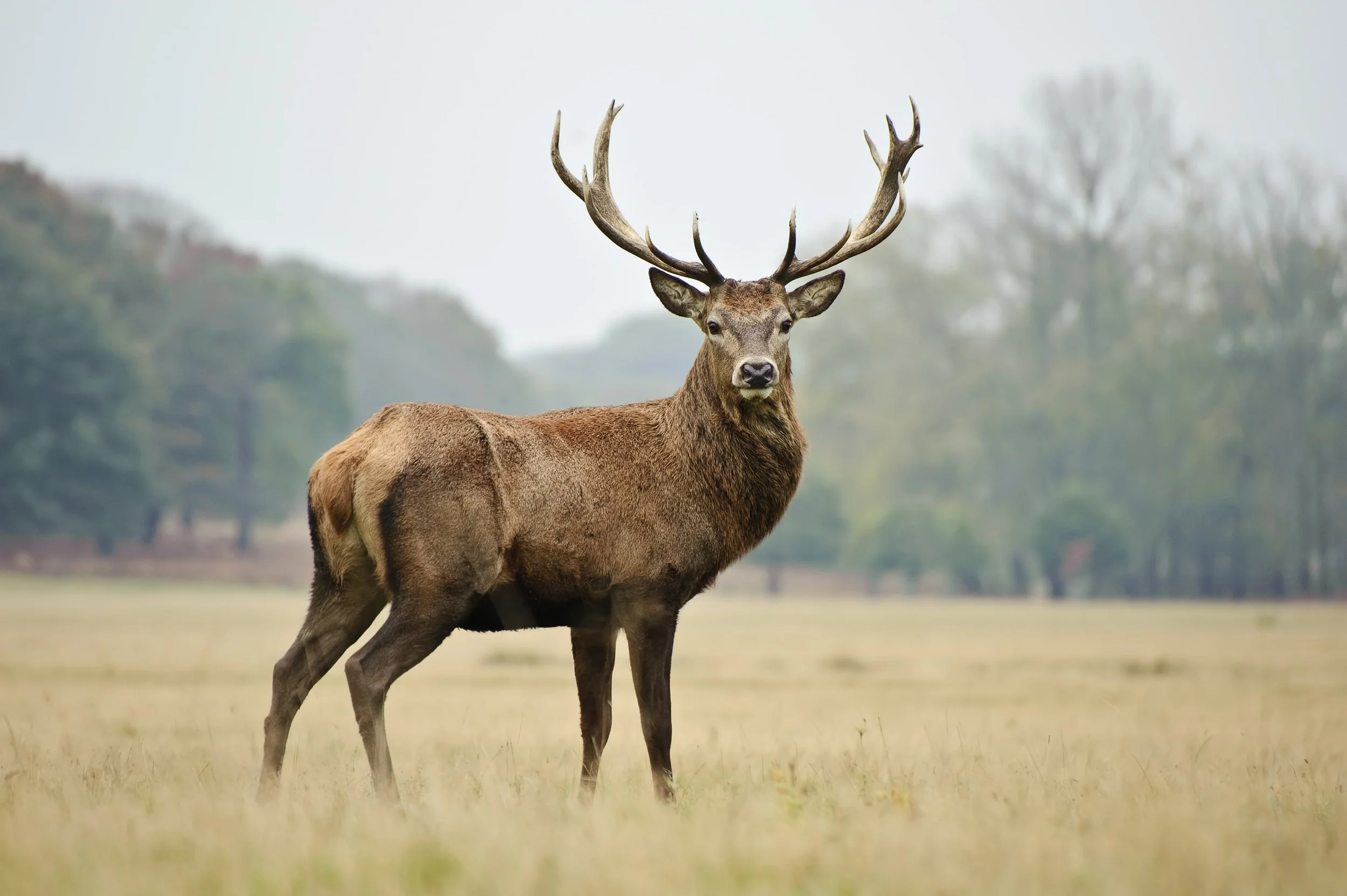Red Stag Hunting in Scotland | Guided Highland Stalking Trips ...