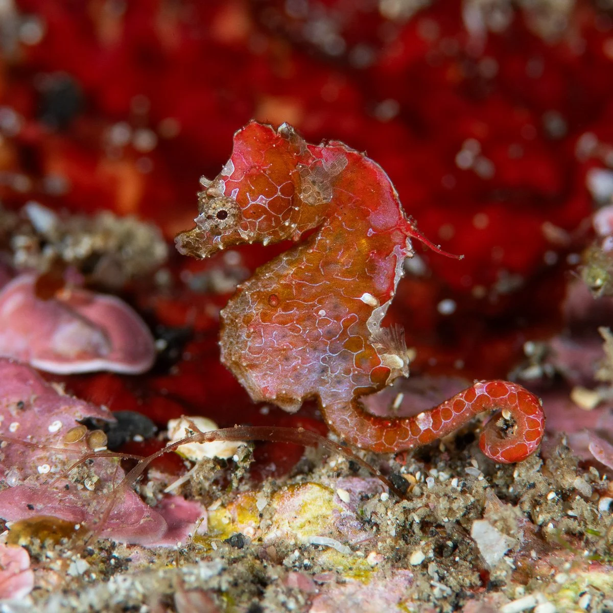 Pygmy Seahorses: Complete Guide by World's Leading Expert Dr. Richard ...