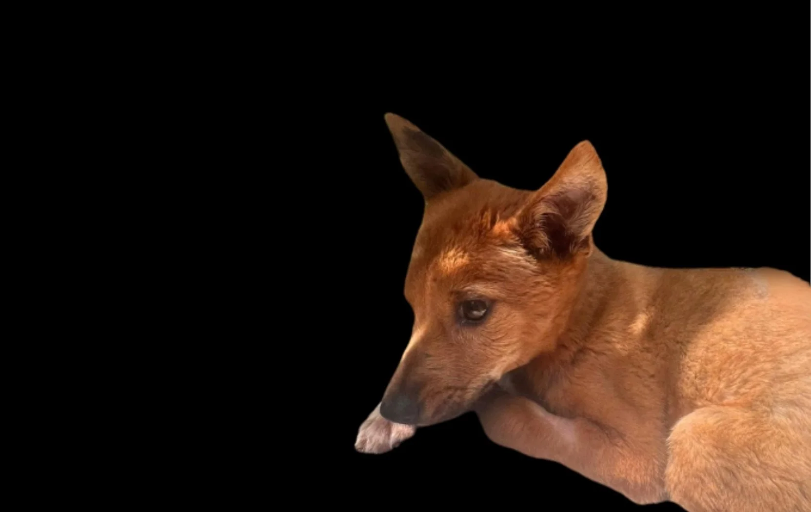 Black Dingo Alliance