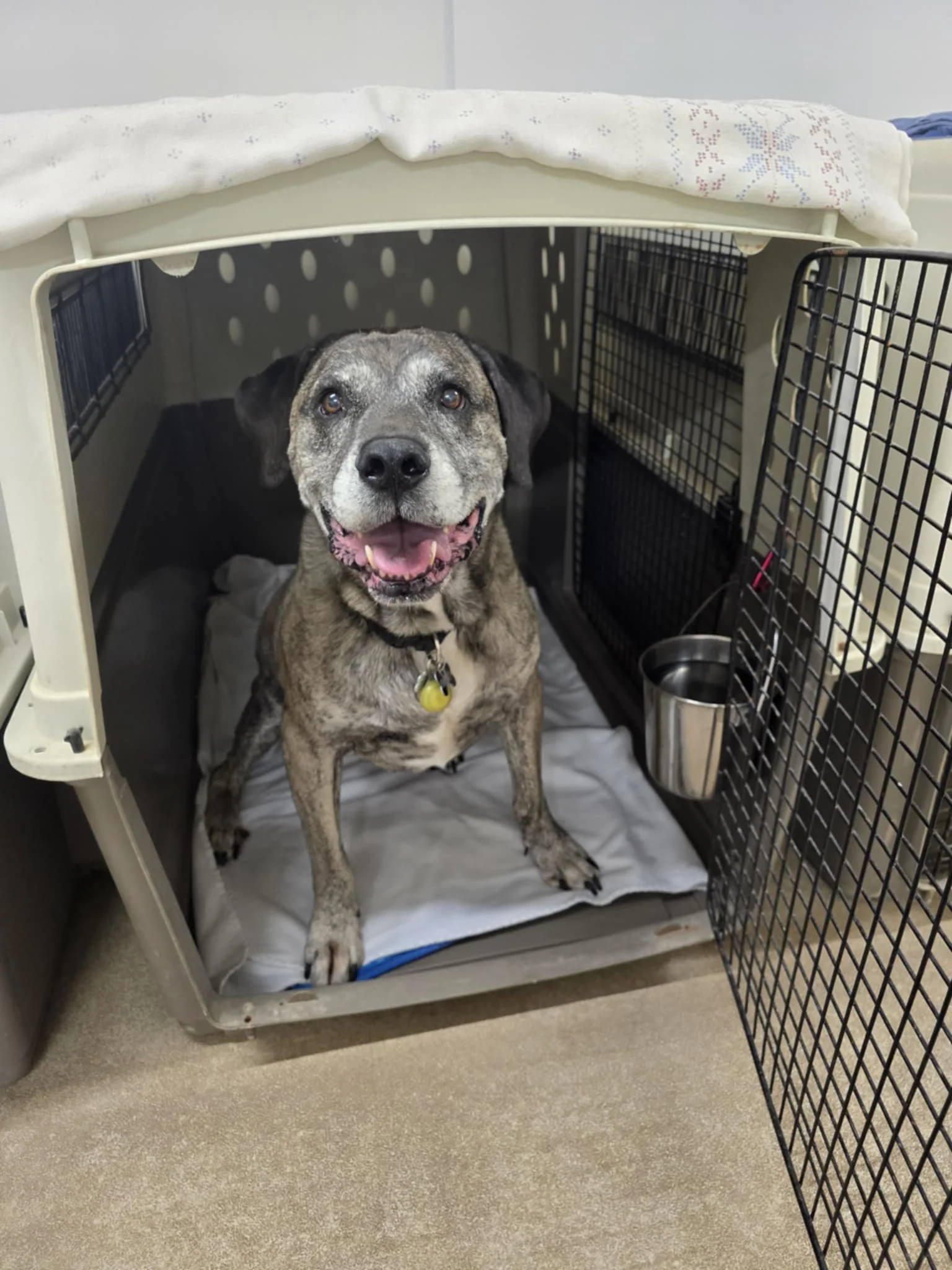 Pet Boarding — Playful Paws Saskatoon | Dog Kennels & Grooming