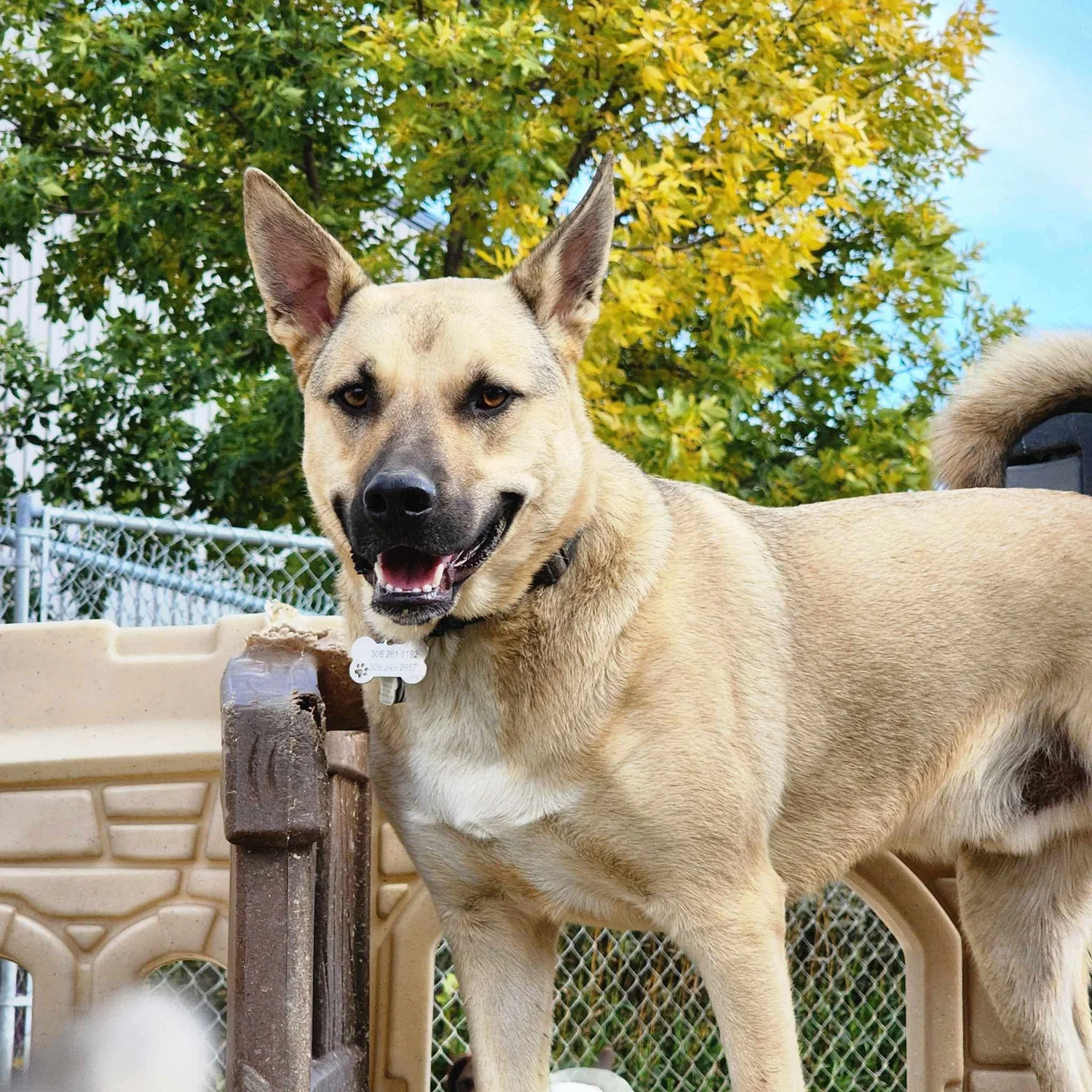 Doggie Daycare — Playful Paws Saskatoon | Dog Kennels & Grooming
