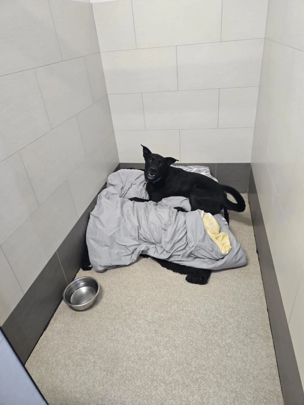 Pet Boarding — Playful Paws Saskatoon | Dog Kennels & Grooming