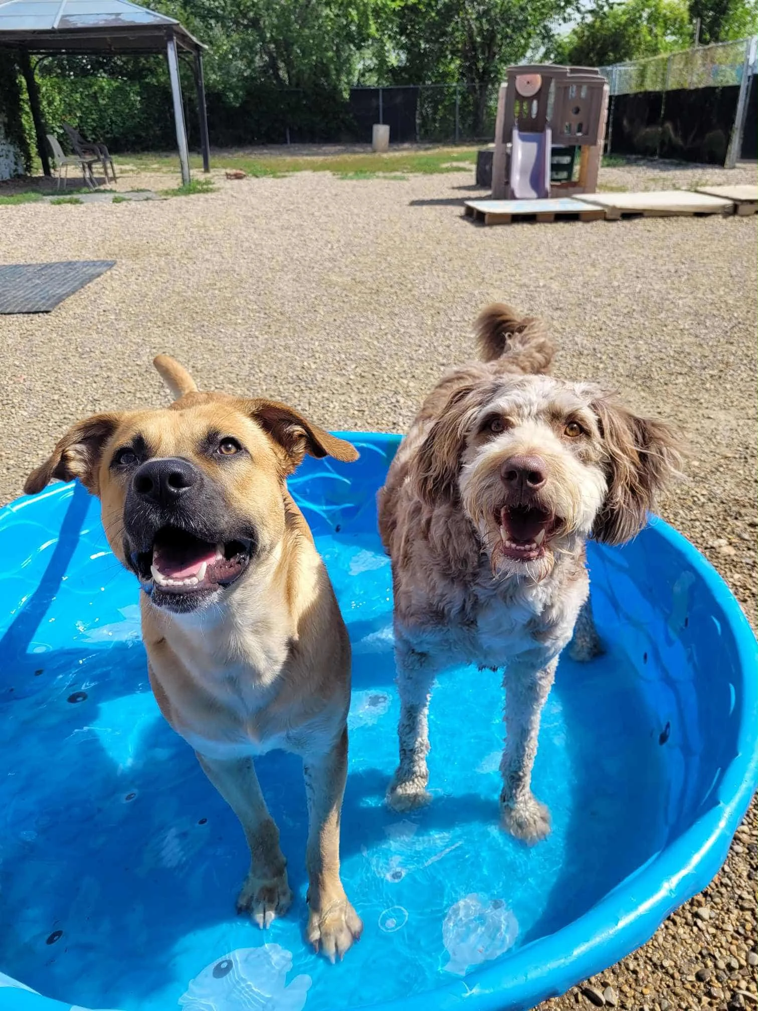 Location & Facility — Playful Paws Saskatoon | Dog Kennels & Grooming