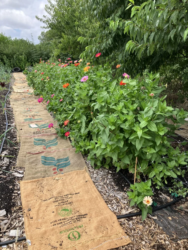 Chicago Farms — The Urban Canopy
