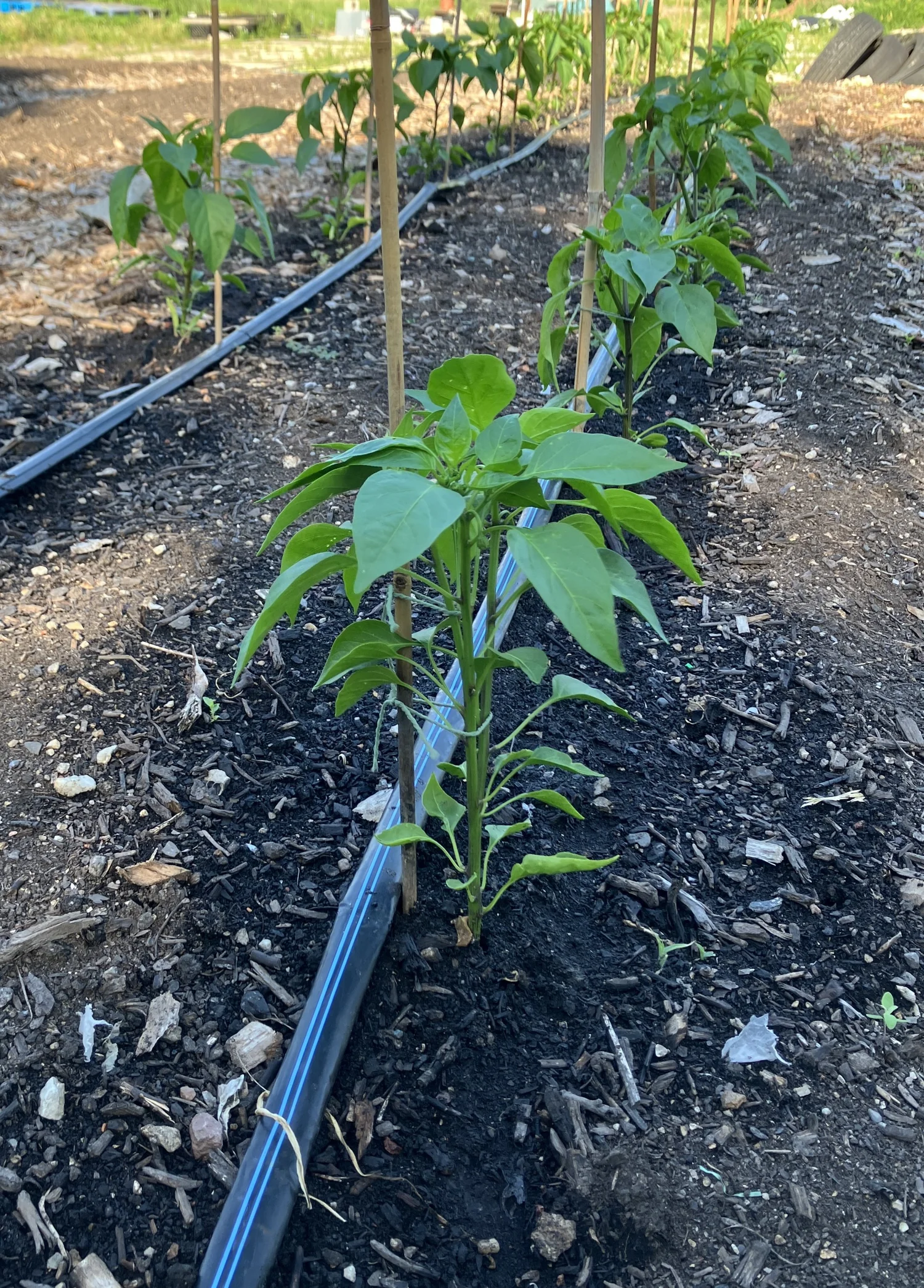 Chicago Farms — The Urban Canopy
