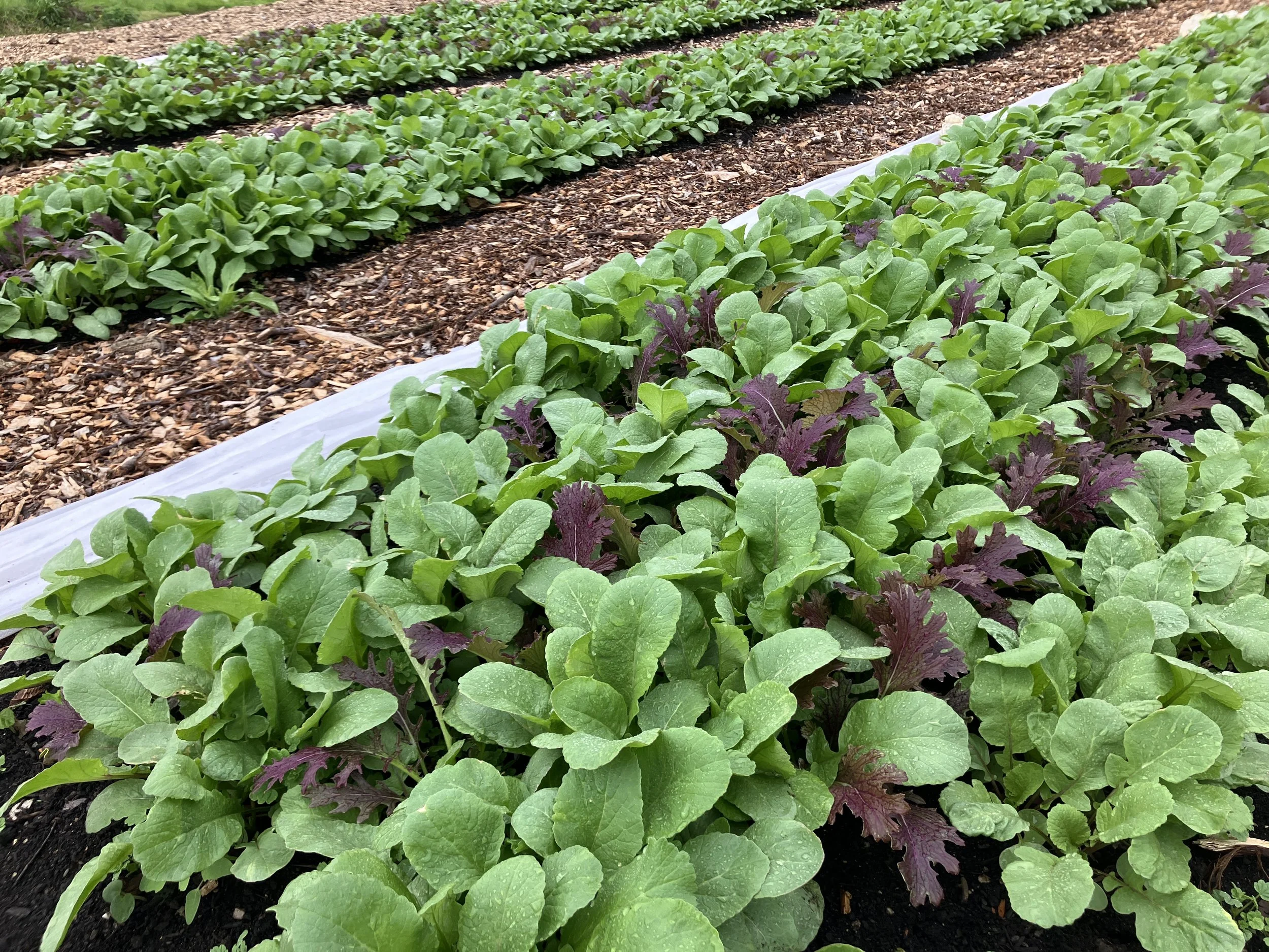 Chicago Farms — The Urban Canopy