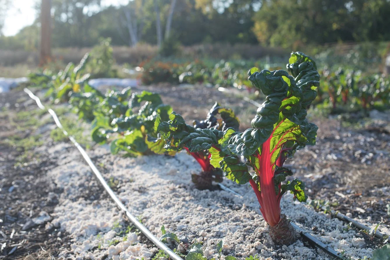 Chicago Farms — The Urban Canopy
