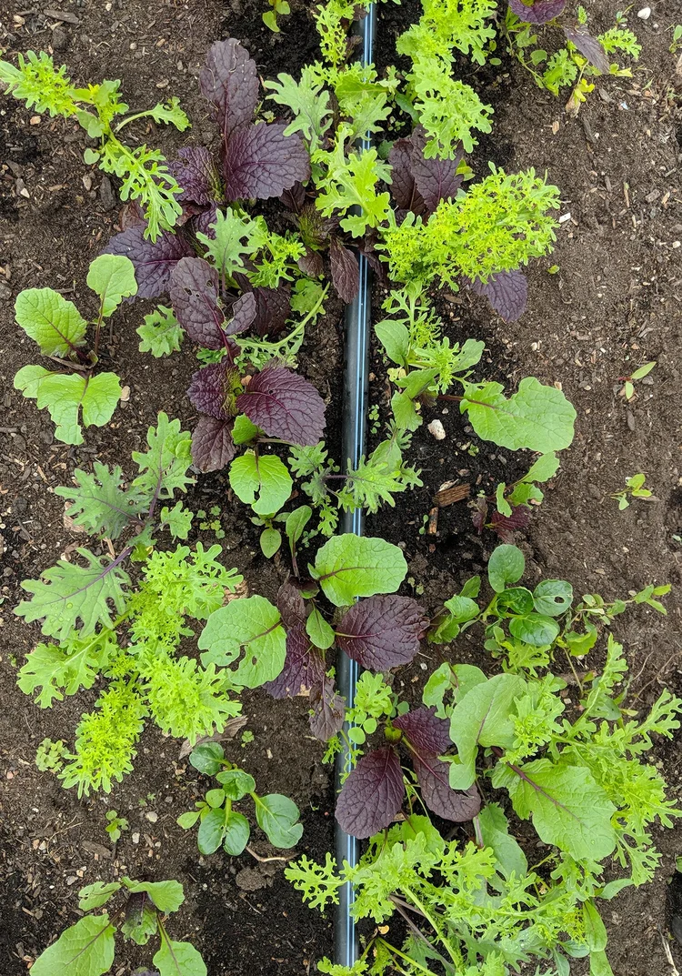 Chicago Farms — The Urban Canopy