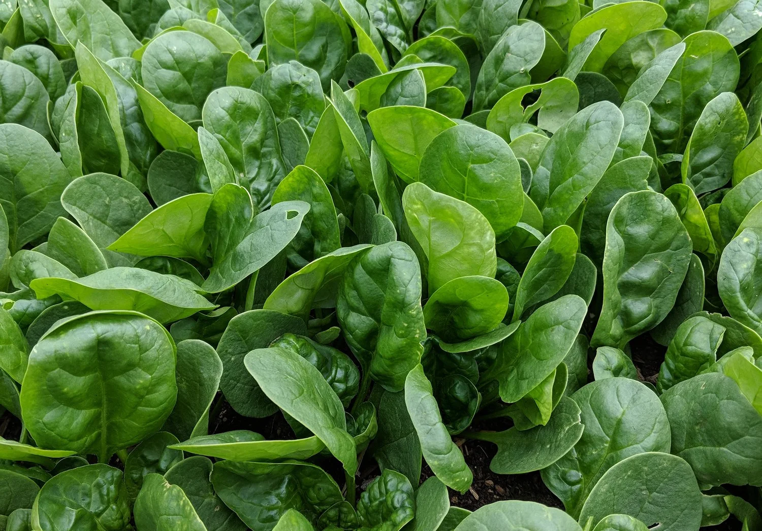 Member Portal Login | Compost Pickup Service and CSA Share Delivery ...