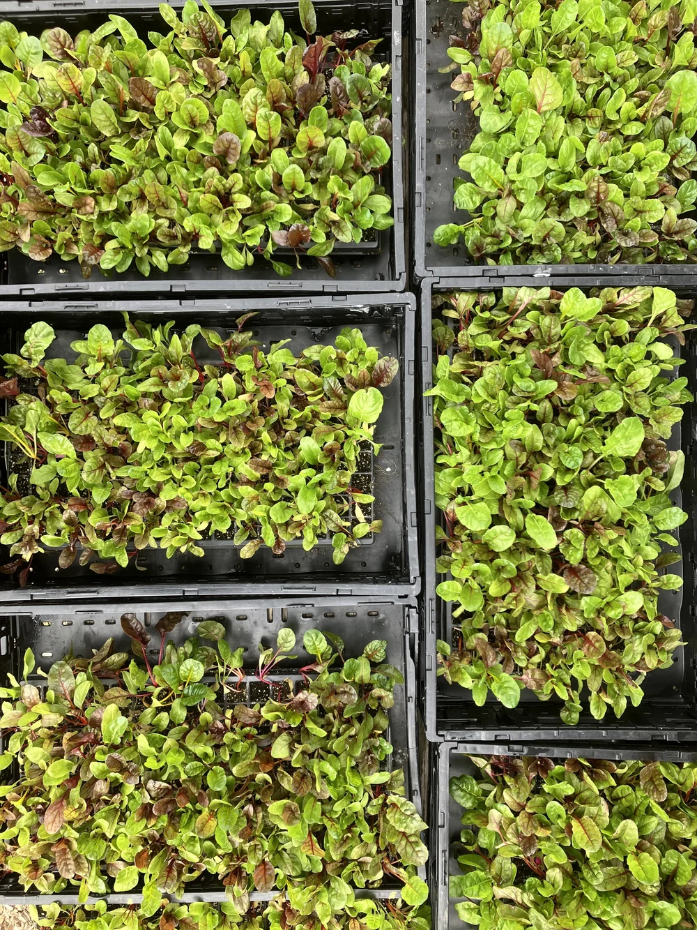 Chicago Farms — The Urban Canopy