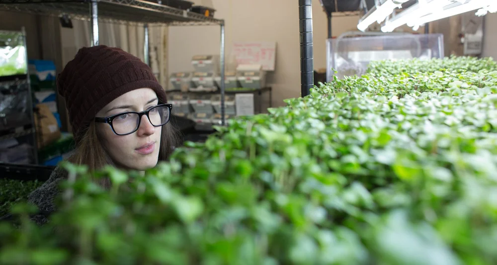 Chicago Farms — The Urban Canopy