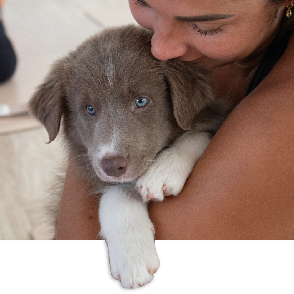 Puppy Pilates - Stretch, Relax & Play with Adorable Pups