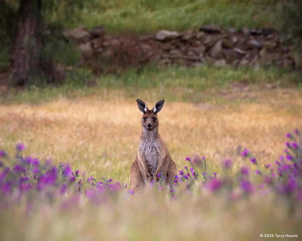 Not Black and White — Terry Hewitt Photography