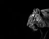 Tiger Asset Management | Invest in a Sustainable Future