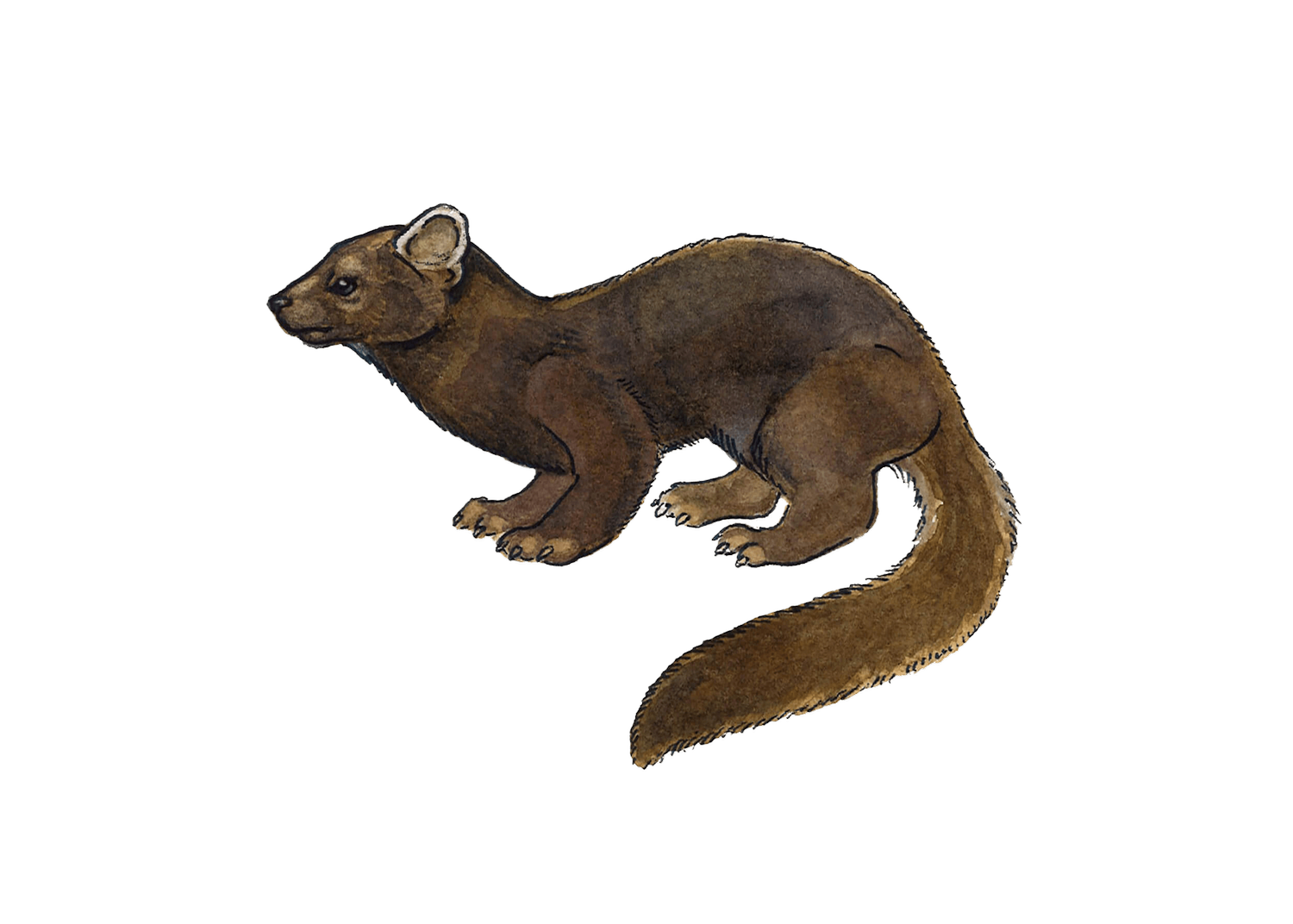 Sable Marten (Martes zibellina) | Martes Working Group