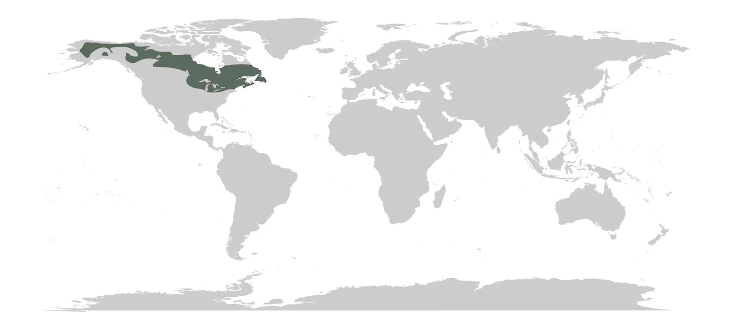 American Marten (Martes americana) | Martes Working Group